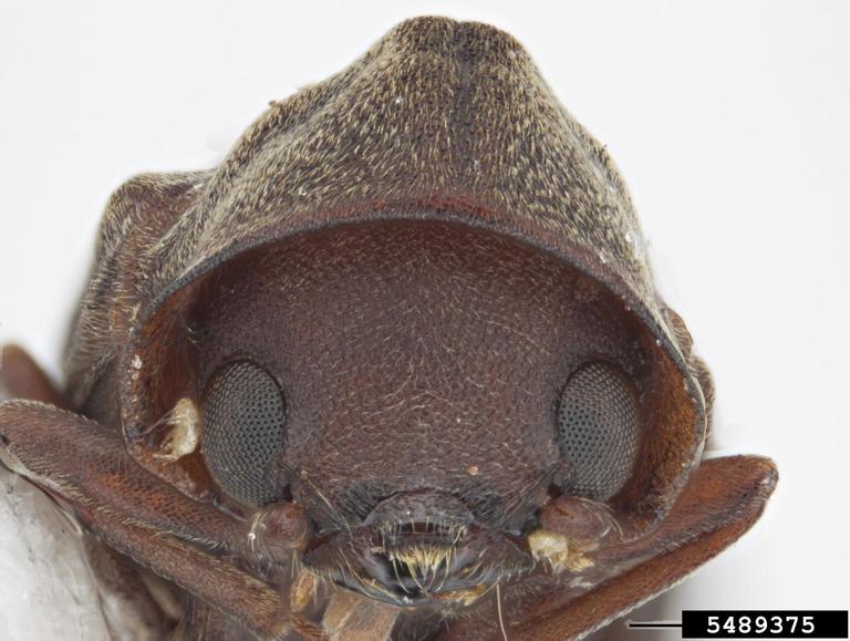 deathwatch beetle (Genus Hemicoelus LeConte, 1861)