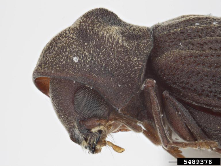 deathwatch beetle (Genus Hemicoelus LeConte, 1861)