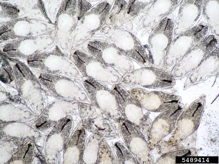 itch mites (Genus Pyemotes Amerling, 1861)