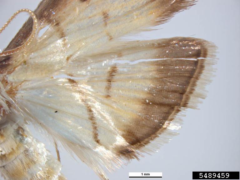 lesser rice leafroller (Cnaphalocrocis poeyalis)