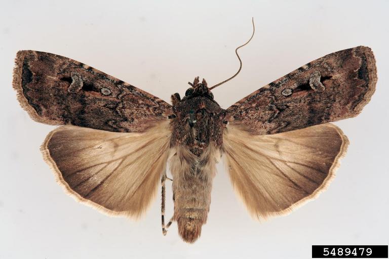 bogong moth (Agrotis infusa (Boisduval))