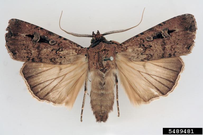 bogong moth (Agrotis infusa (Boisduval))