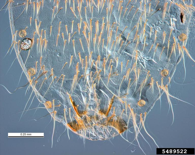 sheep foot louse (Linognathus pedalis)
