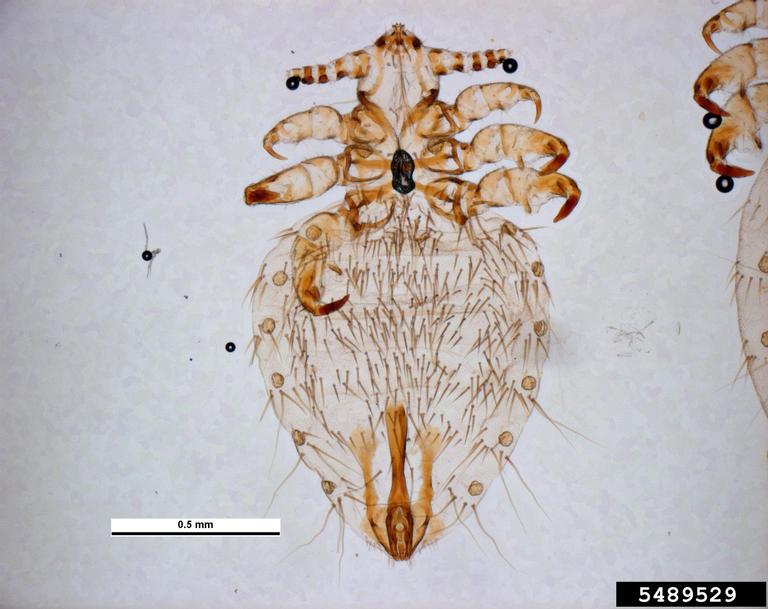 sheep foot louse (Linognathus pedalis (Osborn, 1896))