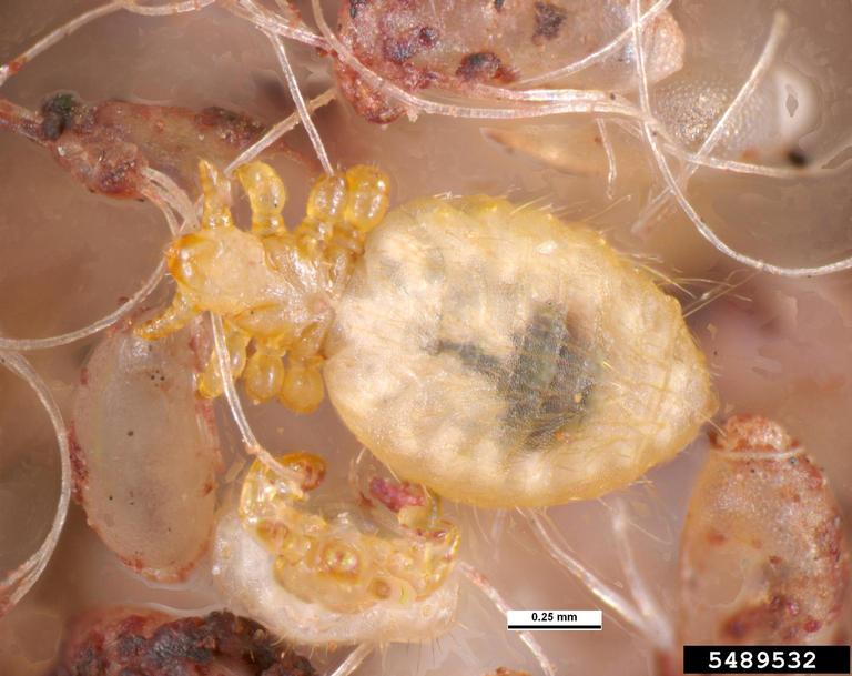sheep foot louse, Linognathus pedalis (Phthiraptera: Linognathidae ...