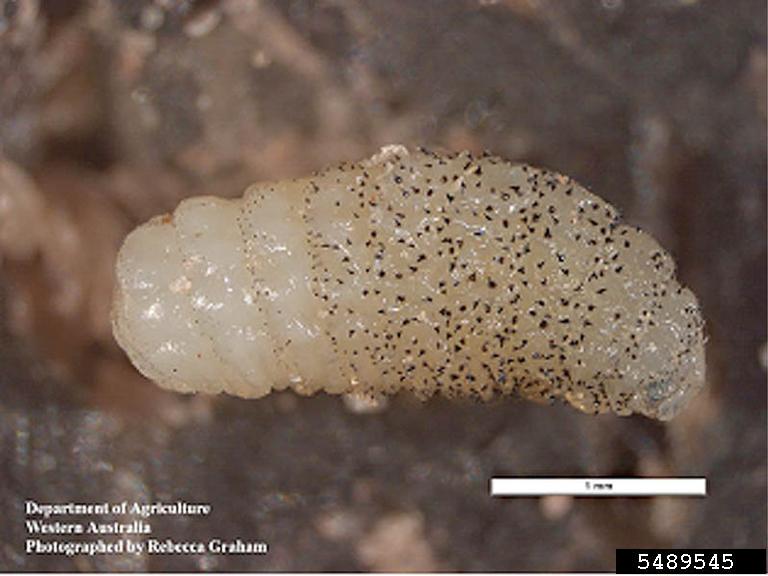 tumbu fly (Cordylobia anthropophaga (Blanchard, 1872))