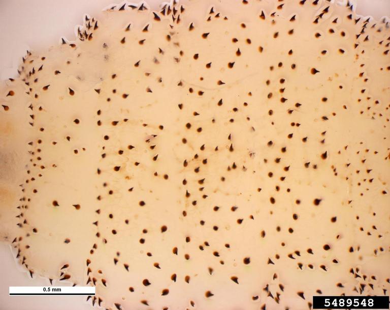 tumbu fly, Cordylobia anthropophaga (Diptera: Calliphoridae) - 5489548