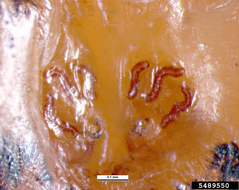 tumbu fly (Cordylobia anthropophaga)