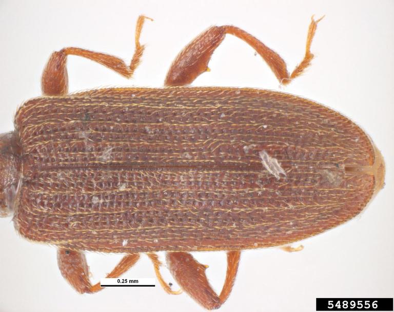 sawtoothed grain beetle (Oryzaephilus surinamensis (Linnaeus, 1758))