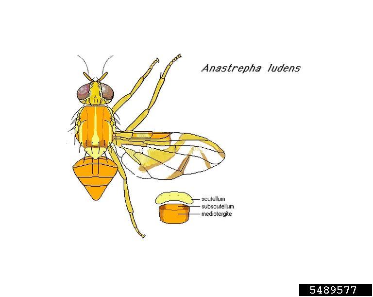 Mexican fruit fly (Anastrepha ludens (Loew, 1873))