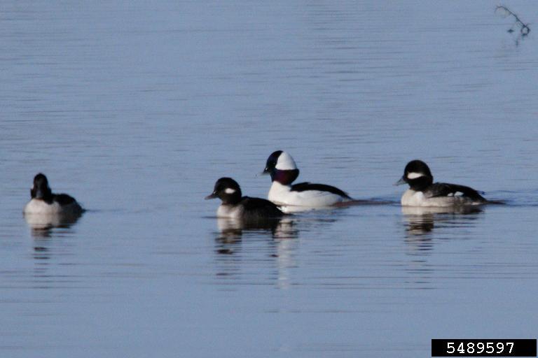 bufflehead duck (Bucephala albeola (Linnaeus, 1758))