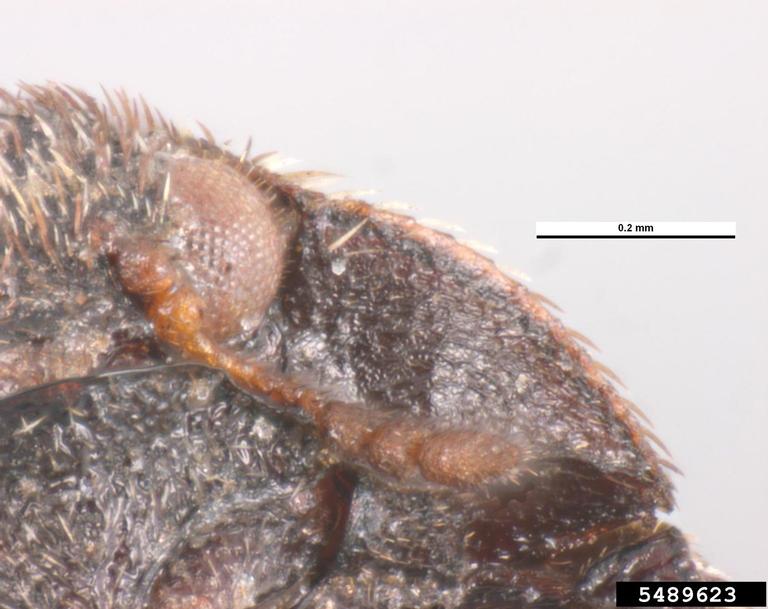 trogoderma dermestid beetle (Trogoderma angustum (Solier, 1849))