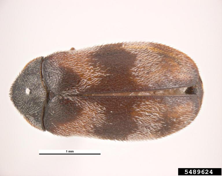 trogoderma dermestid beetle (Trogoderma angustum (Solier, 1849))