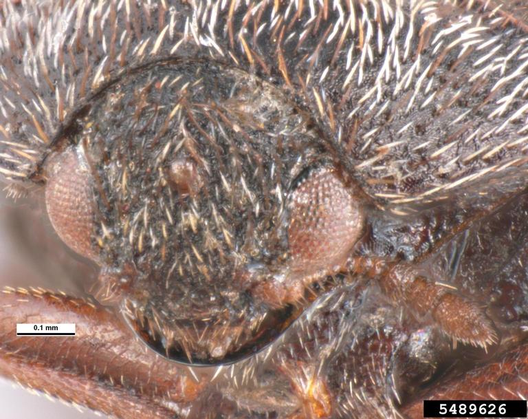 trogoderma dermestid beetle, Trogoderma angustum (Coleoptera ...