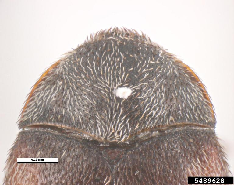 trogoderma dermestid beetle (Trogoderma angustum (Solier, 1849))