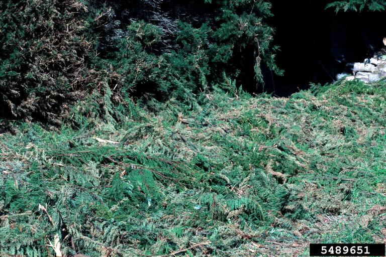 Monterey cypress, Cupressus macrocarpa (Pinales: Cupressaceae) - 5489651