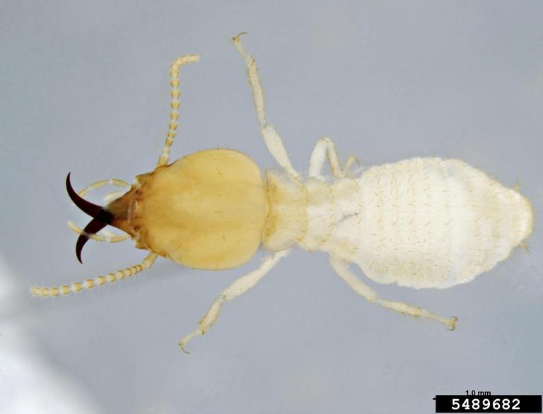 rubber termite (Coptotermes curvignathus)