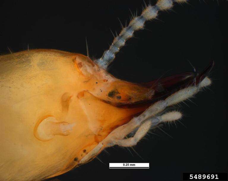 Asian Subterranean Termite (Coptotermes gestroi (Wasmann, 1896))