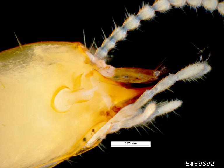 Rhinotermitidae Fontanelle