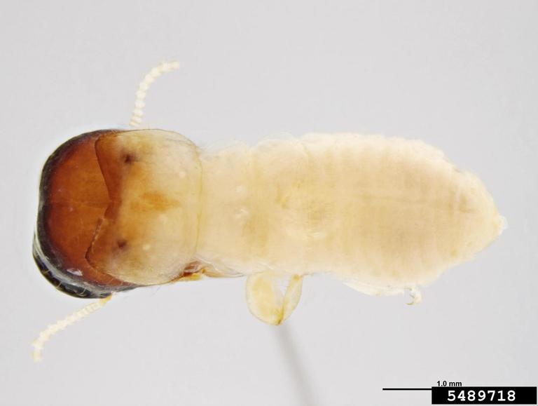 exotic kalotermitid termite (Cryptotermes havilandi (Sjostedt, 1900))