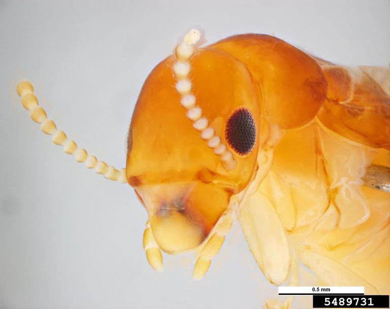 exotic kalotermitid termite (Cryptotermes havilandi)