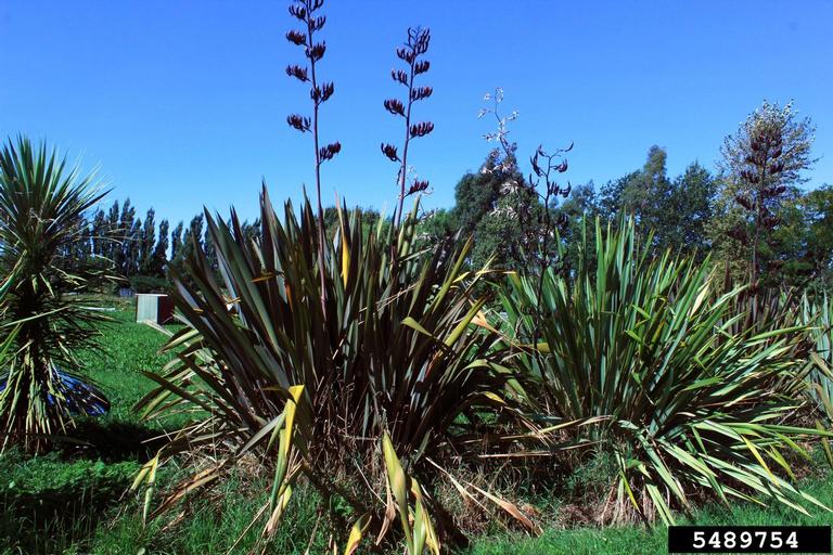New Zealand flax (Phormium tenax)