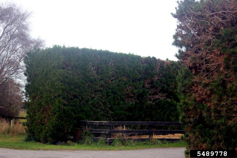 Monterey pine (Pinus radiata D. Don)