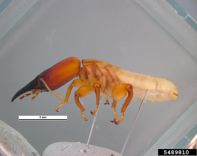 Pacific dampwood termite (Zootermopsis angusticollis (Hagen))