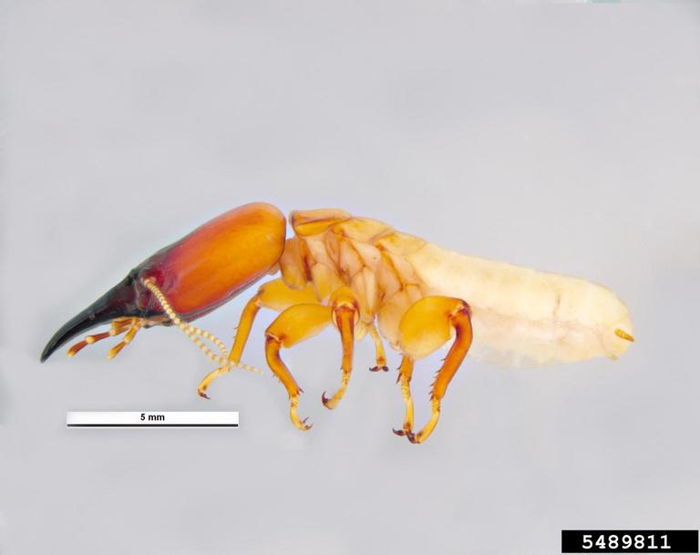 Pacific dampwood termite (Zootermopsis angusticollis (Hagen))