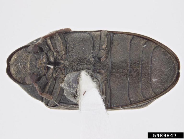 deathwatch beetle (Calymmaderus grandis Philippi, 1864)