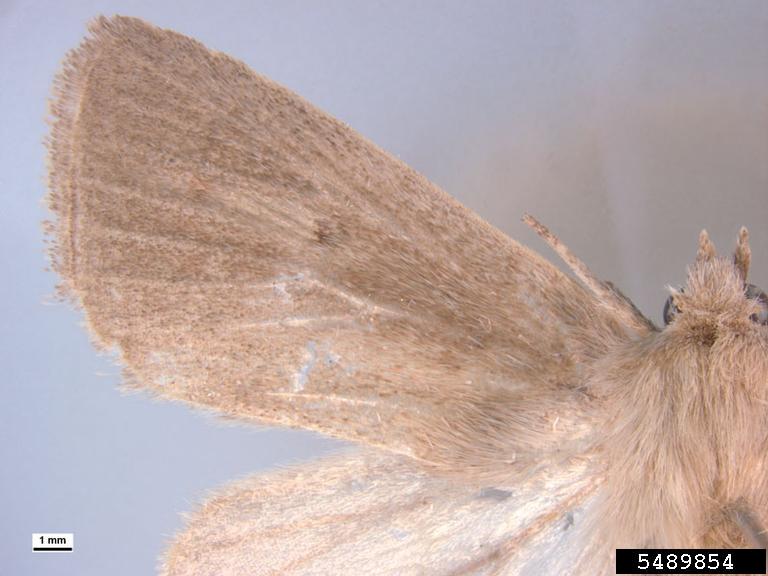 ramu shoot borer (Sesamia grisescens Warren)