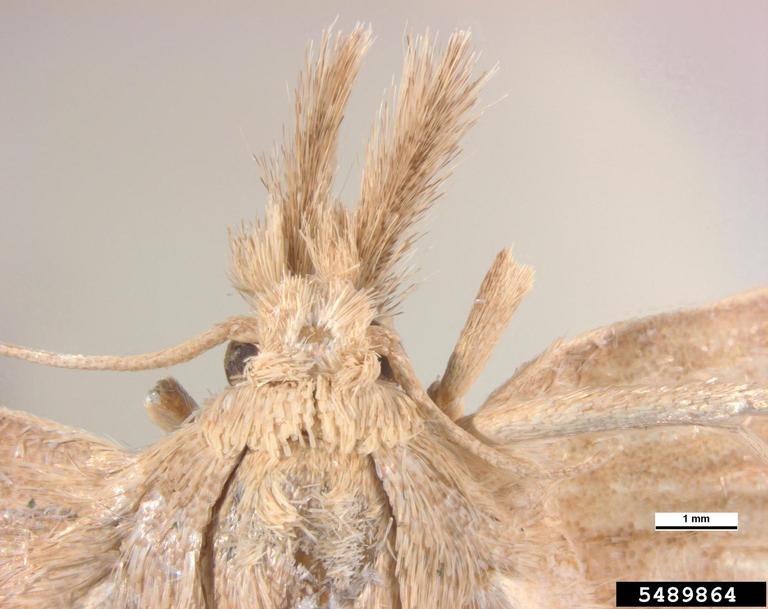 ramu shoot borer (Sesamia grisescens Warren)