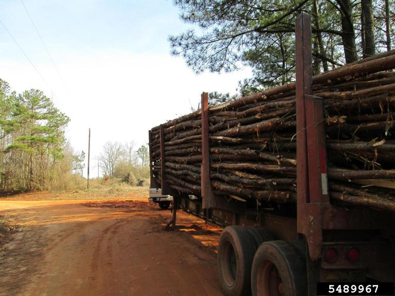 loblolly pine (Pinus taeda)