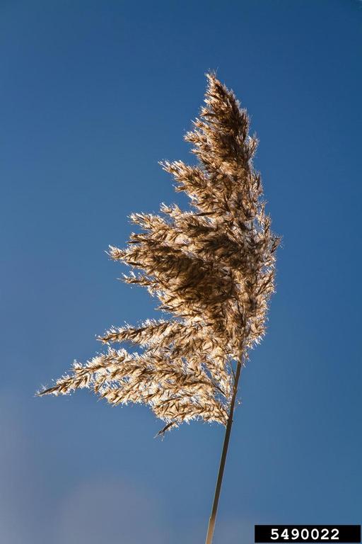 common reed (Phragmites australis)