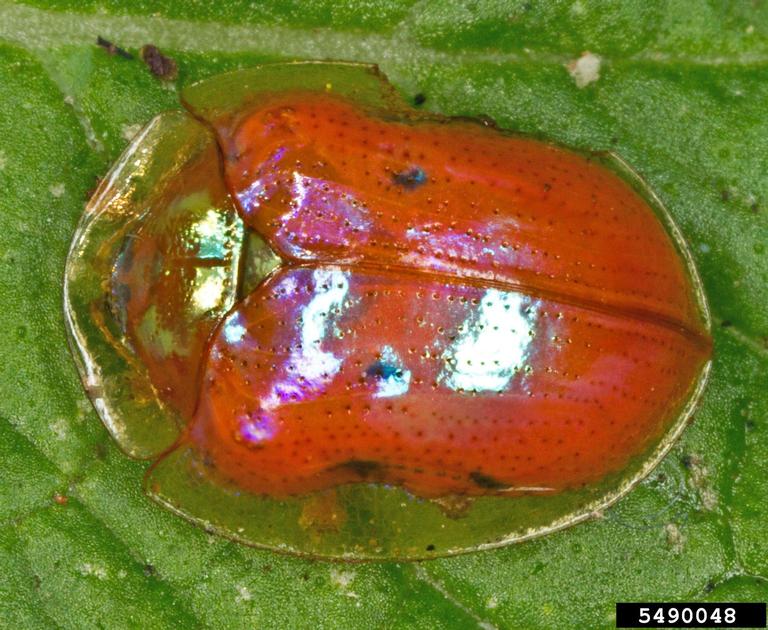 golden tortoise beetle (Charidotella sexpunctata (Fabricius, 1781))