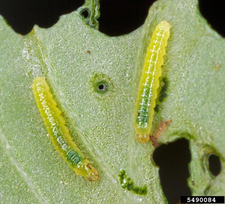 cabbage white, imported cabbage worm (Pieris rapae (Linnaeus))
