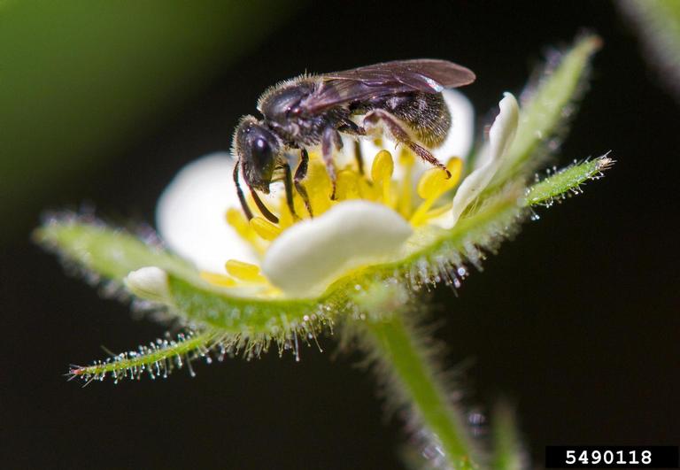 sweat bees (Genus Lasioglossum)