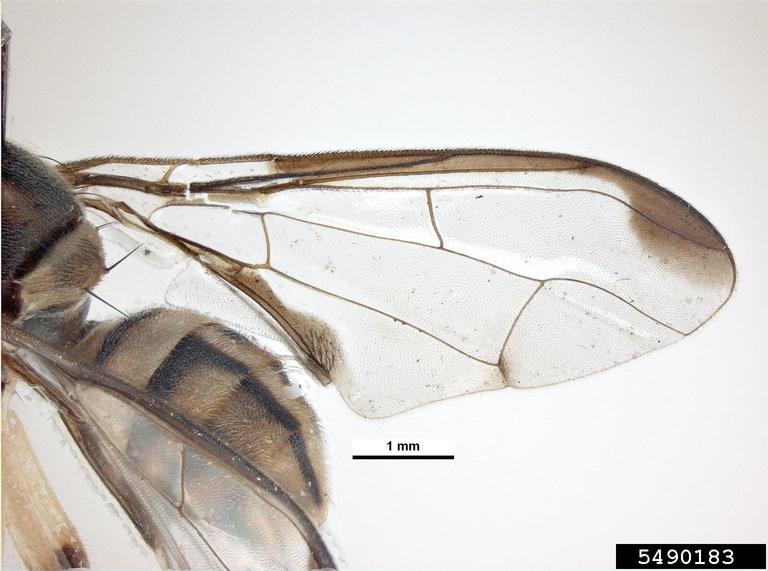 Pumpkin Fruit Fly (Zeugodacus tau)