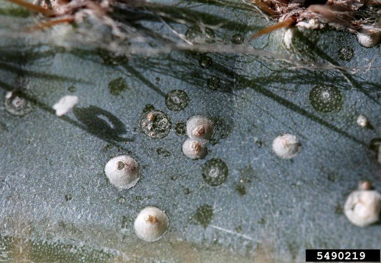 cactus scale (Diaspis echinocacti (Bouché))