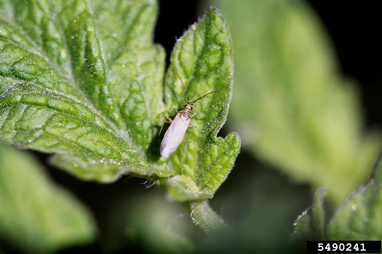 tomato bug (Engytatus modestus)