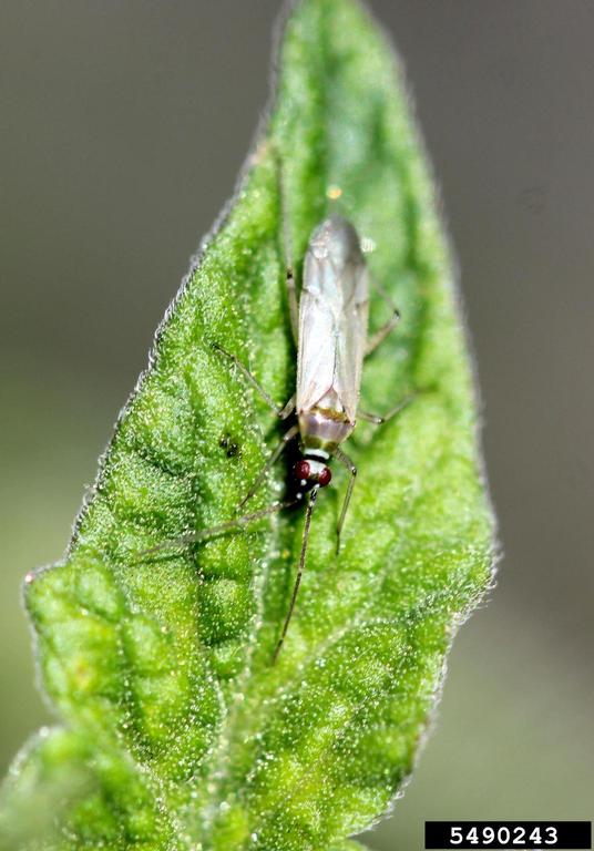 tomato bug (Engytatus modestus (Distant, 1893))