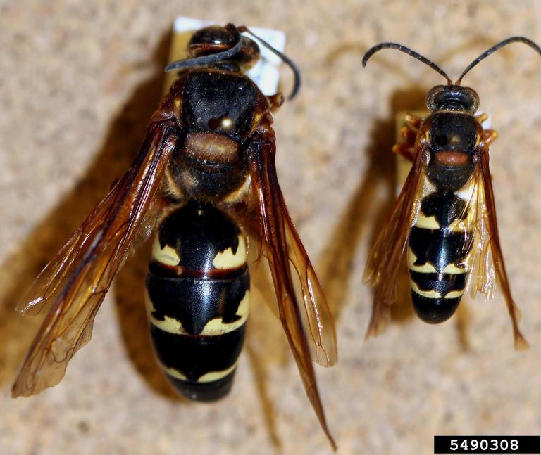 cicada killer (Sphecius speciosus)