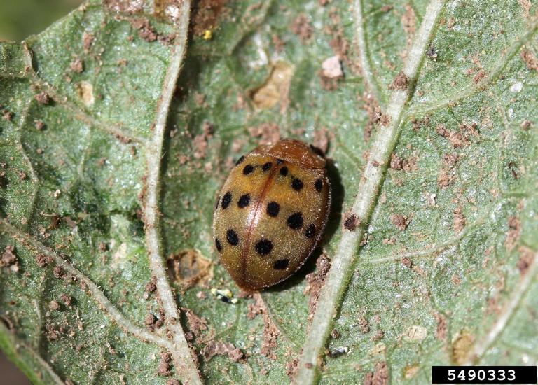 Mexican bean beetle (Epilachna varivestis Mulsant, 1850)