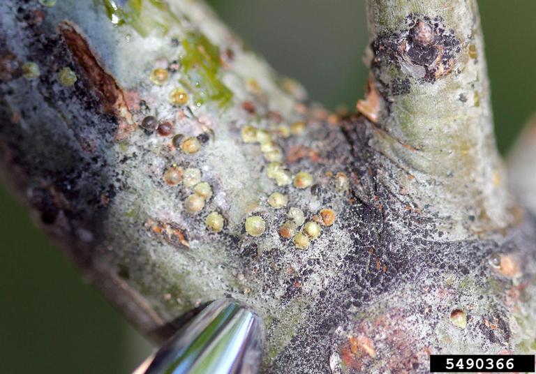 golden oak scale (Asterodiaspis variolosa)