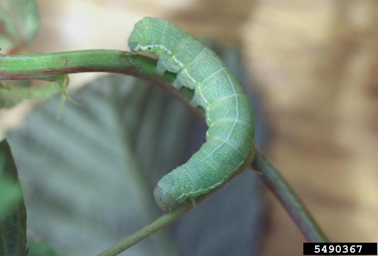 speckled green fruitworm (Orthosia hibisci (Guenée))