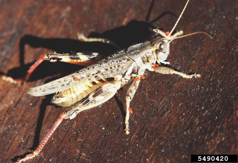 grasshopper mite (Eutrombidium locustarum)
