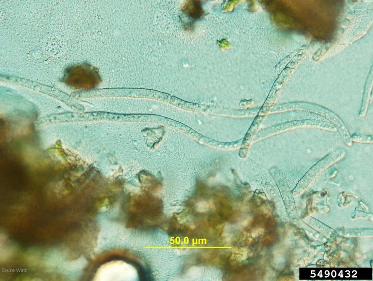 Cercospora fungus (Cercospora ligustrina)
