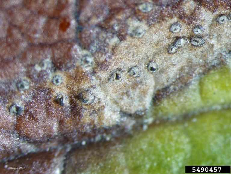 Pestalotiopsis leaf spot (Pestalotiopsis spp. ) on rhododendrons and ...