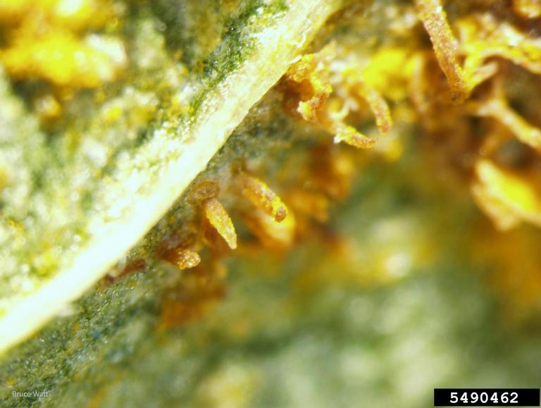 white pine blister rust (Cronartium ribicola)