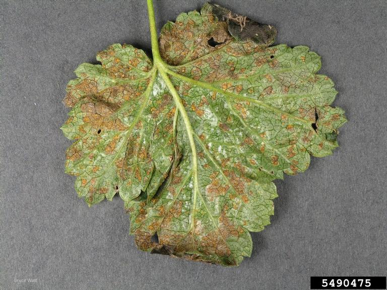 white pine blister rust (Cronartium ribicola)